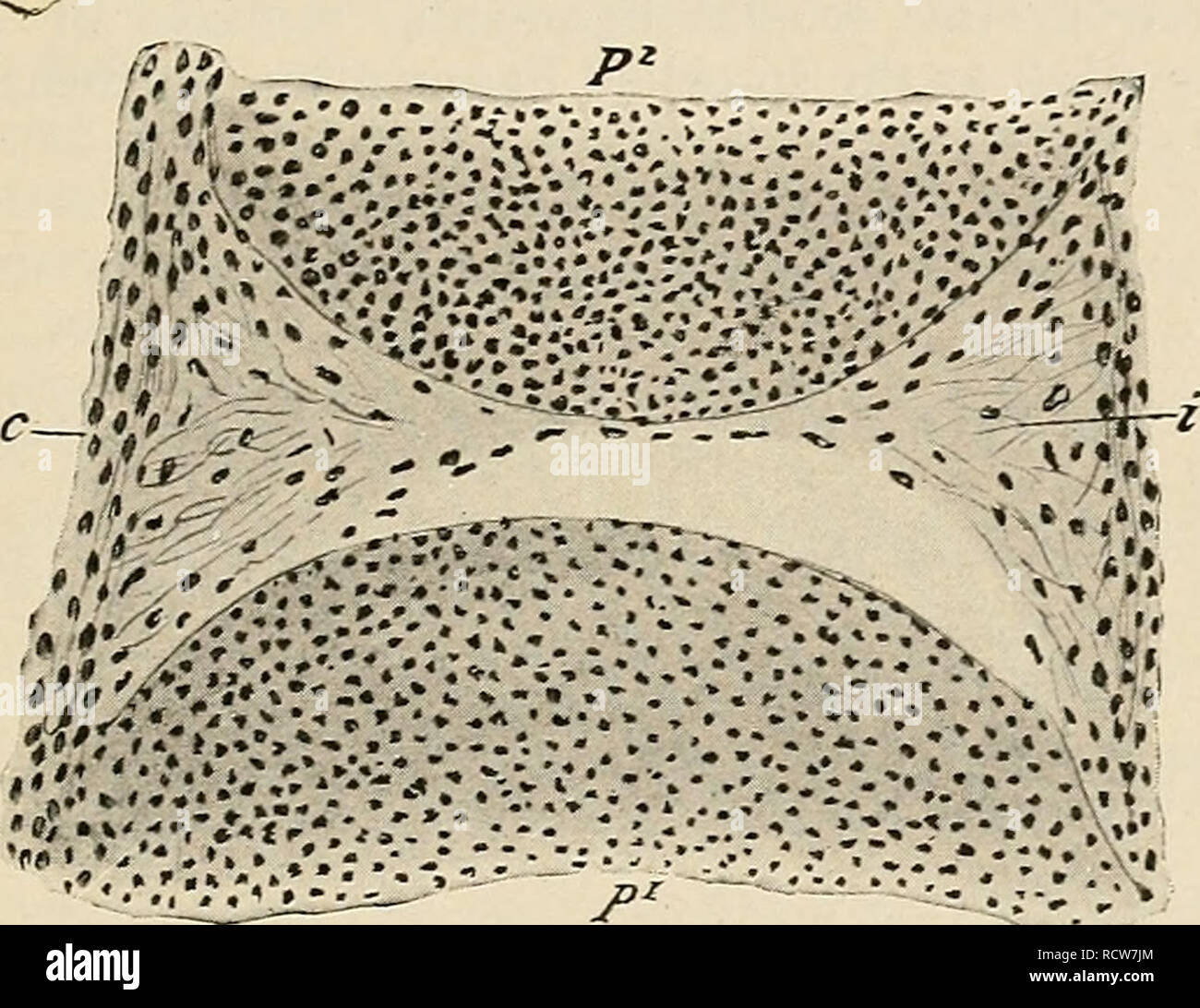 . The development of the human body : a manual of human embryology ...