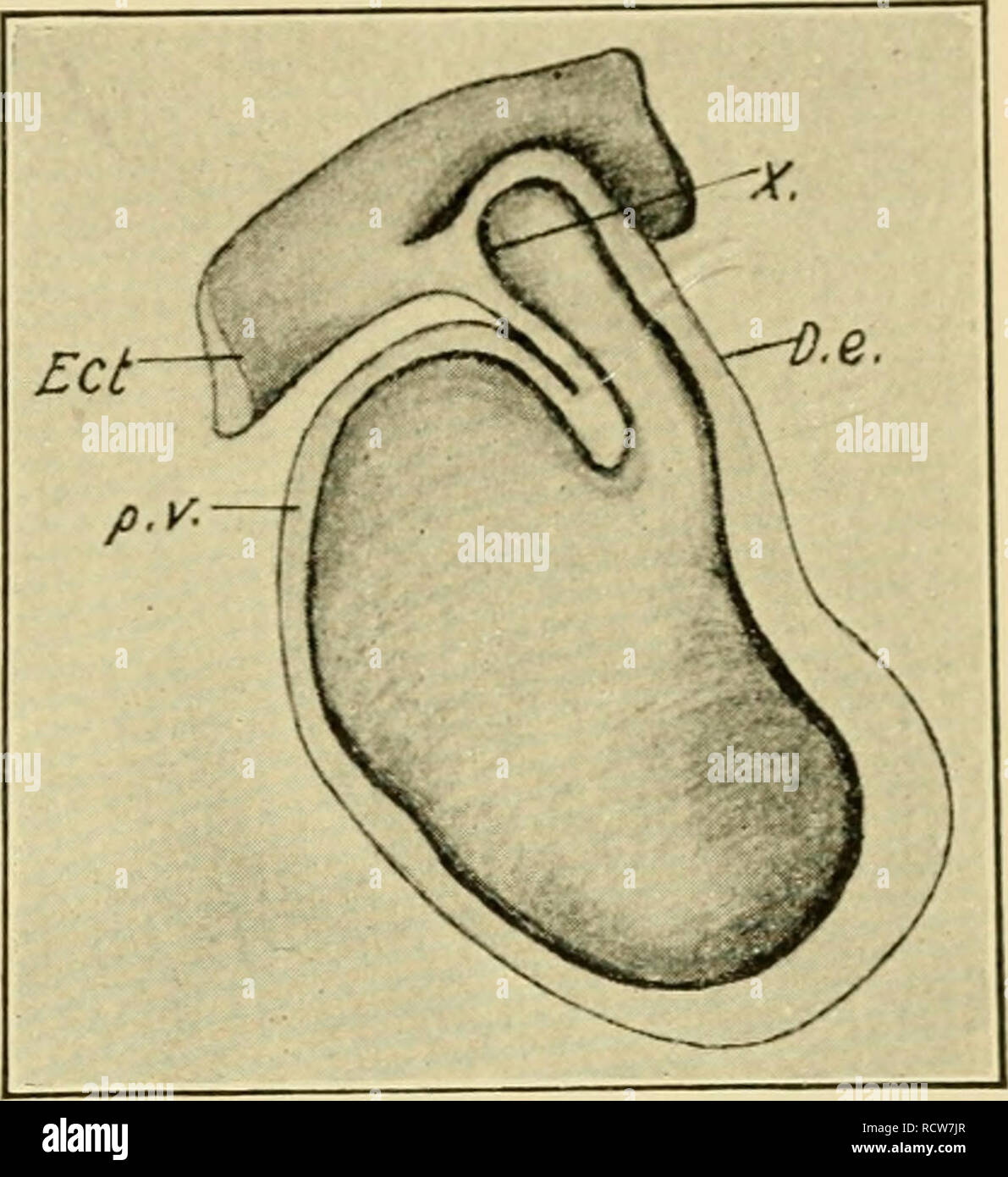. The development of the chick : an introduction to embryology ...