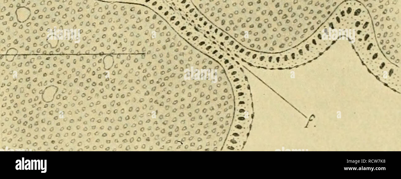 . The development of the chick : an introduction to embryology ...
