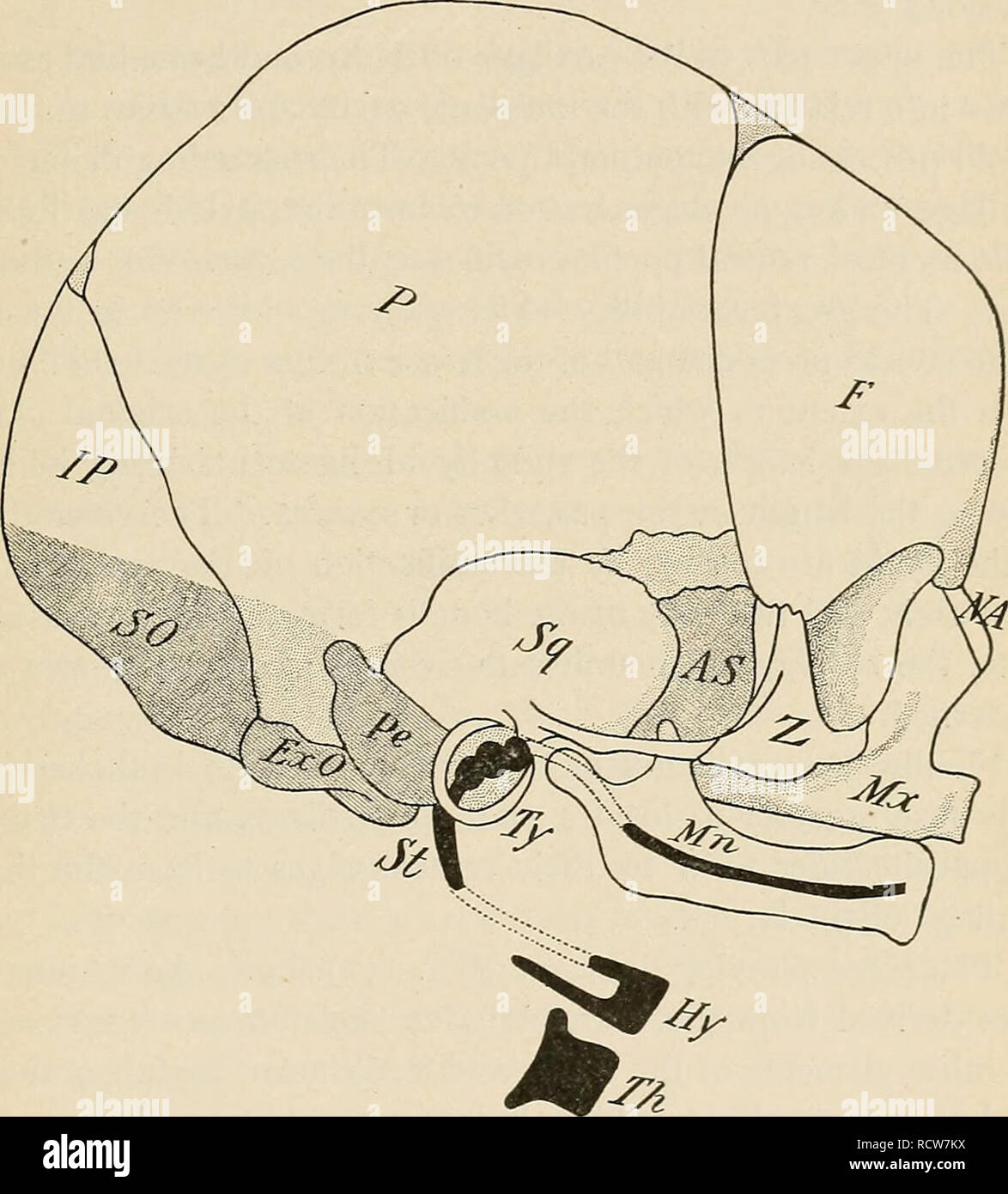 . The development of the human body : a manual of human embryology ...