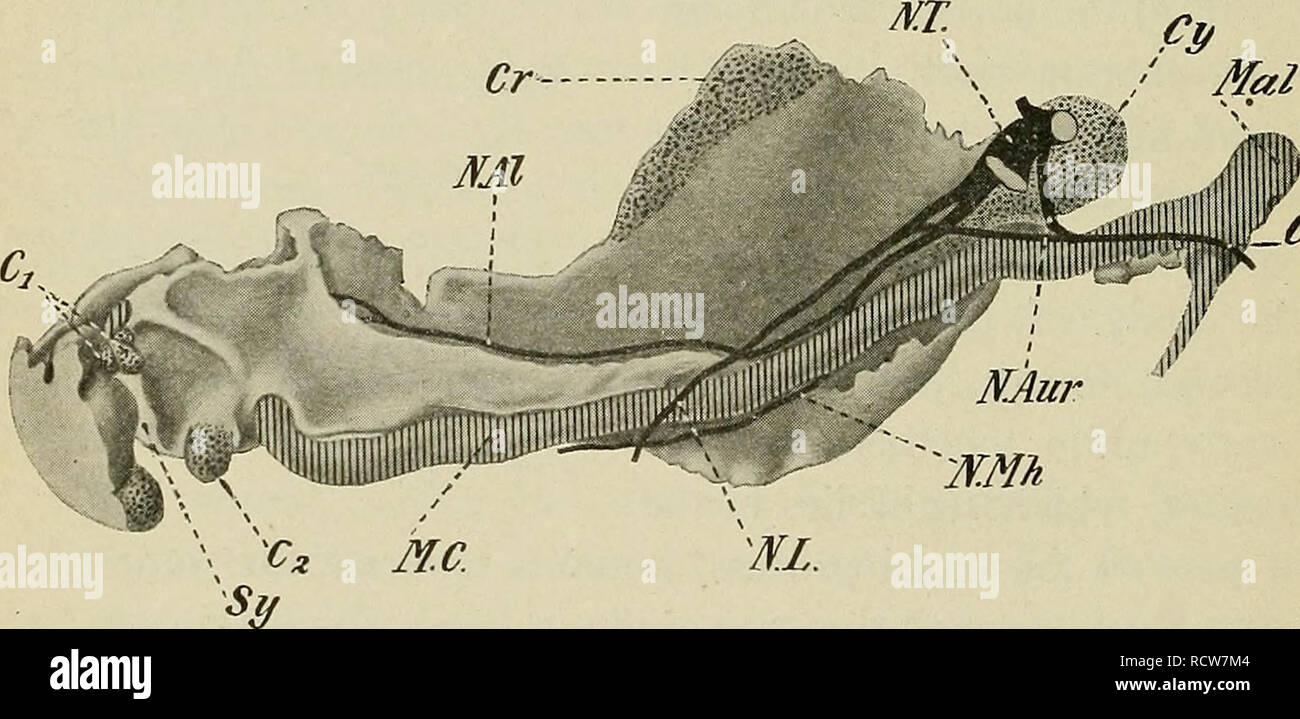 . The development of the human body : a manual of human embryology ...