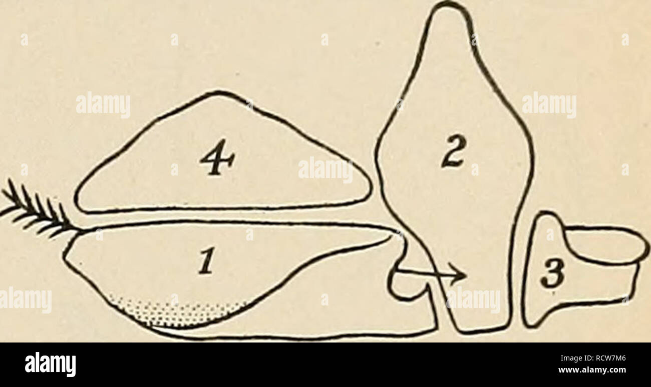 . The development of the human body : a manual of human embryology ...