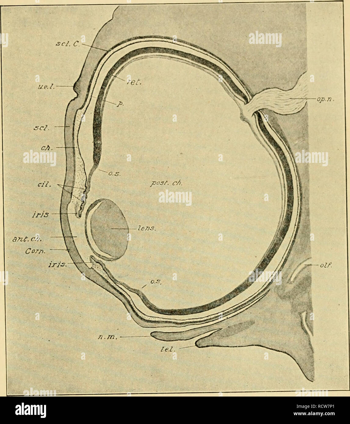 Retinal layers hi-res stock photography and images - Alamy