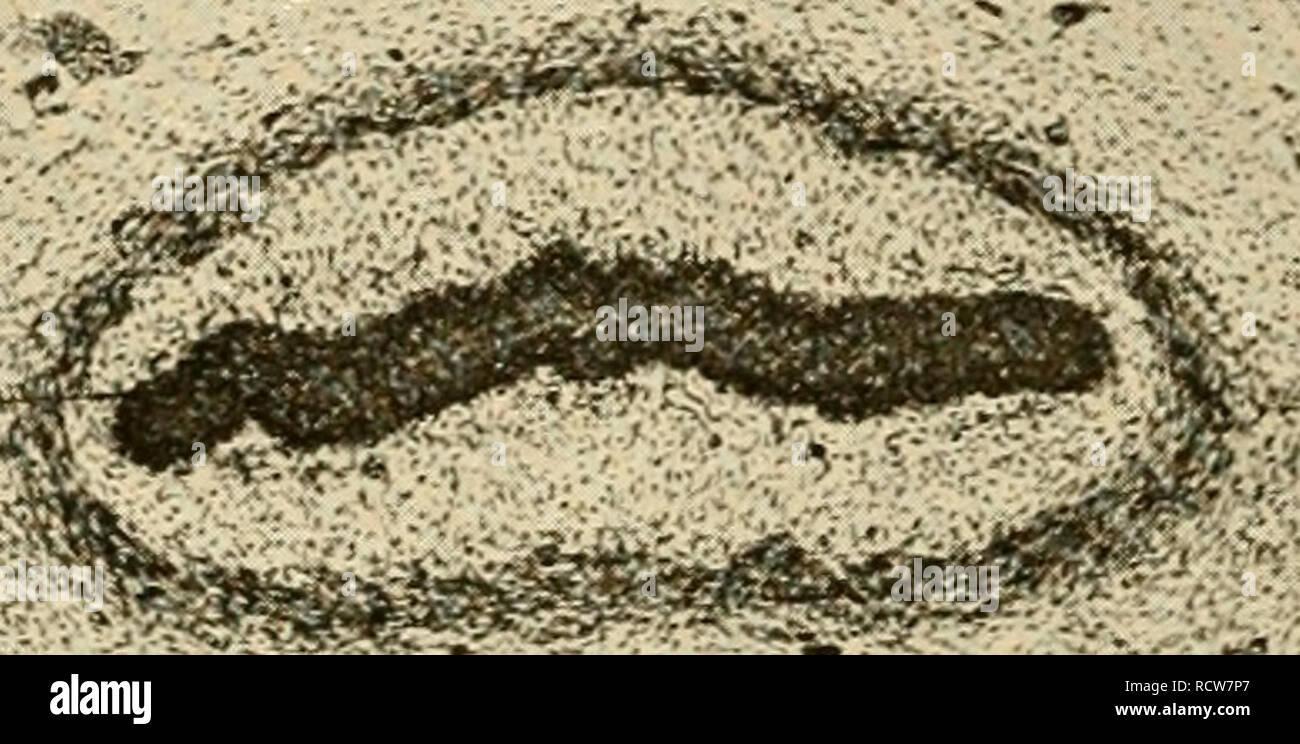 . The development of the chick; an introduction to embryology. Birds ...
