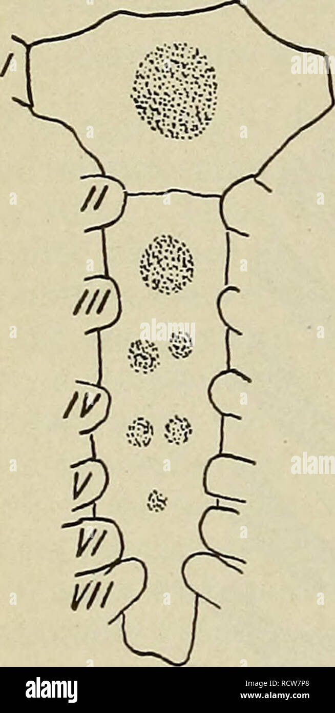 Embryo sternum development hi-res stock photography and images - Alamy