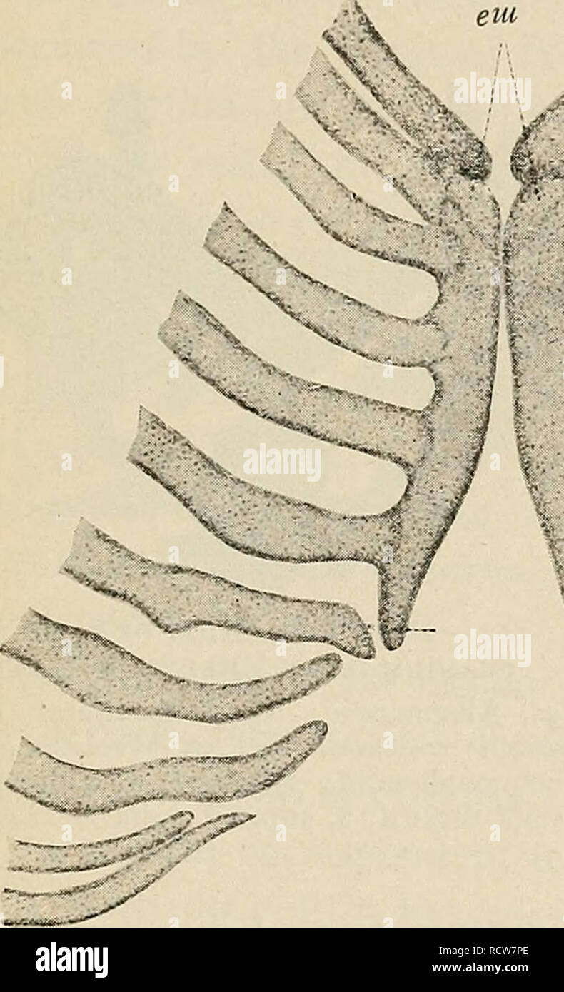 Embryo sternum development hi-res stock photography and images - Alamy