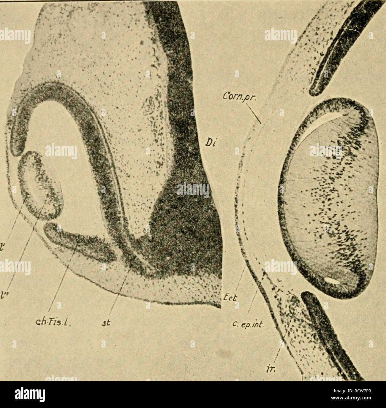 . The development of the chick : an introduction to embryology ...