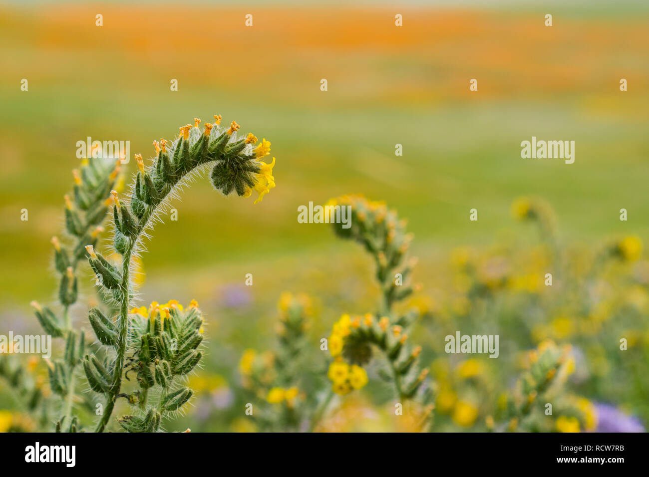 Amsinckia hi-res stock photography and images - Alamy