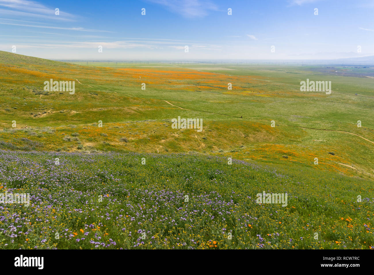 California native wildflowers hi-res stock photography and images - Alamy