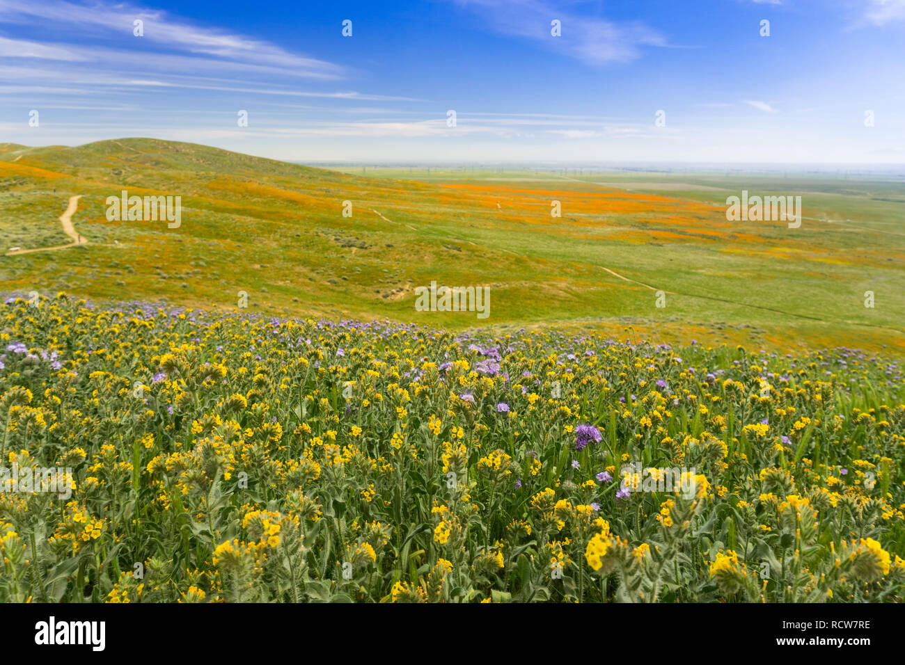Wildflowers blooming on the hills in springtime, California Stock Photo ...