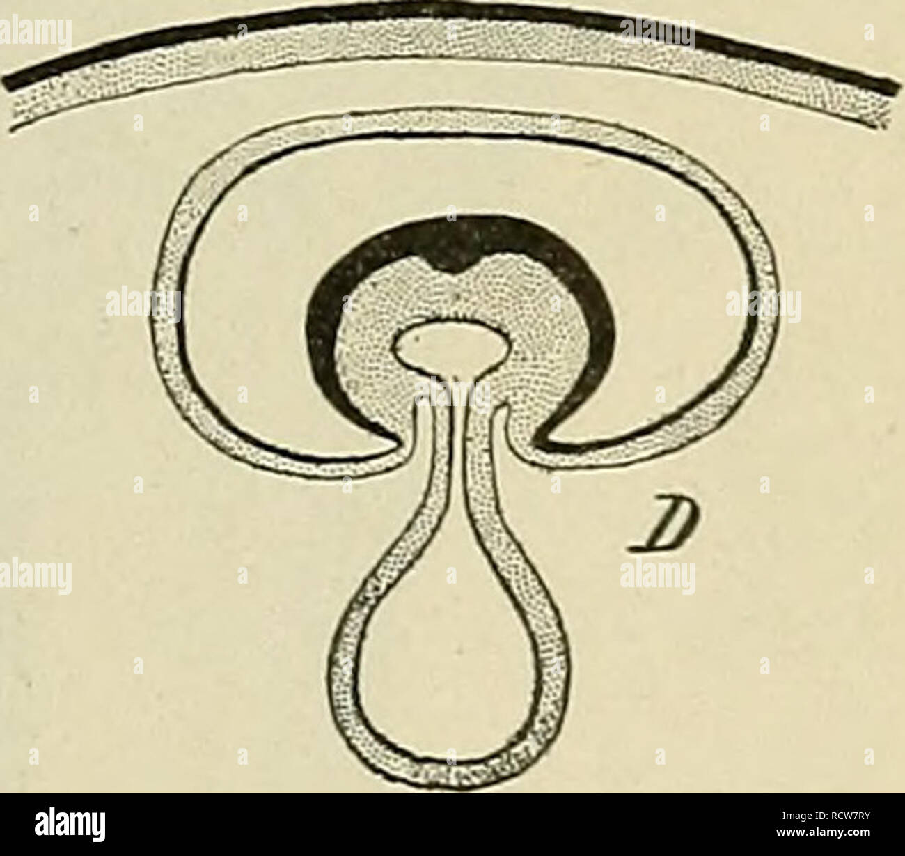 . The development of the human body : a manual of human embryology ...