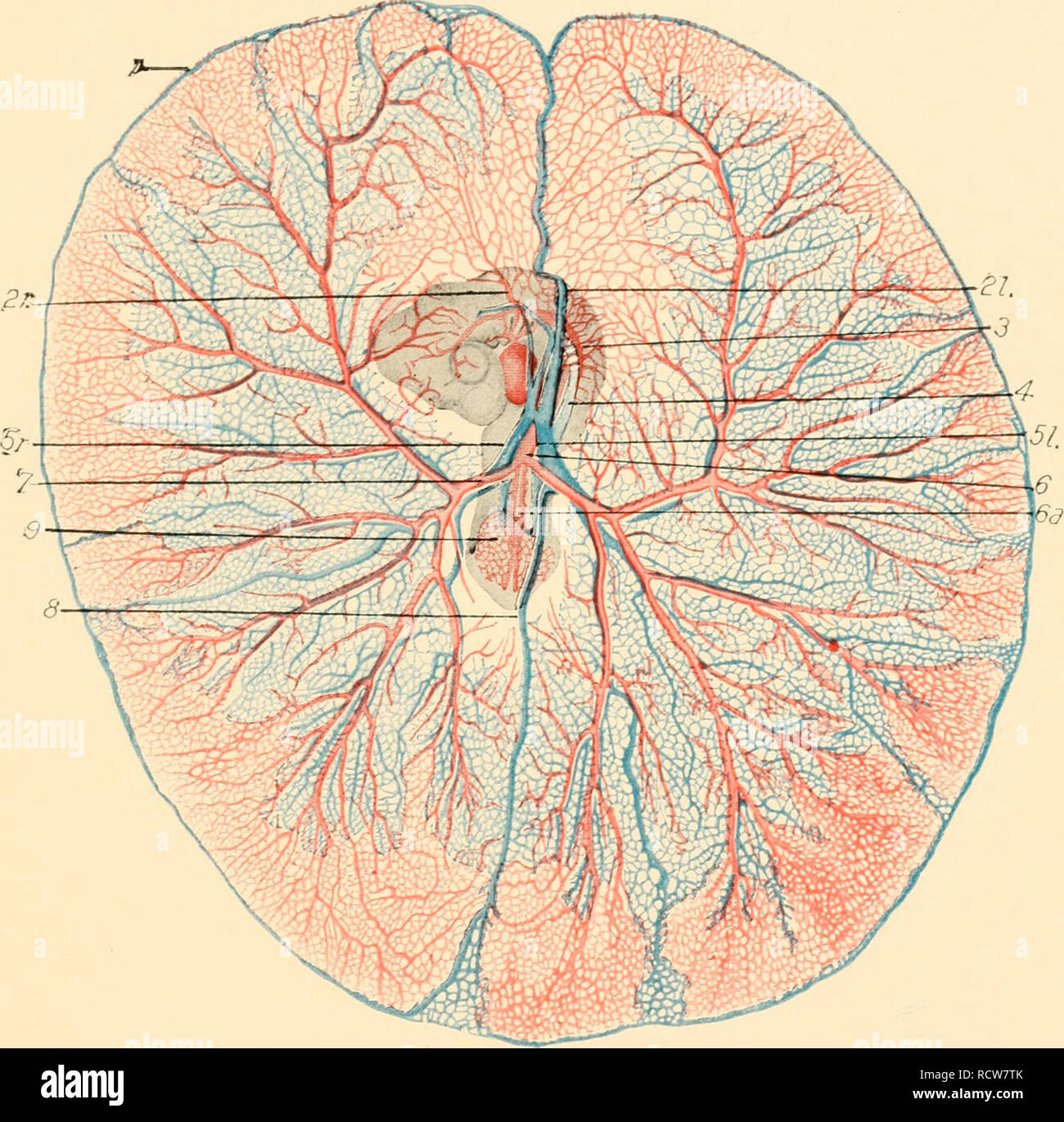 . The development of the chick; an introduction to embryology. Birds ...