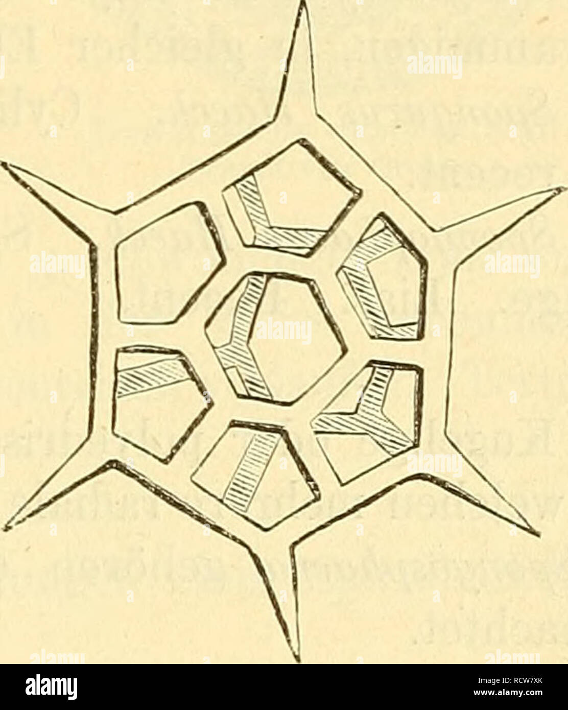 Dictyocha speculum hi-res stock photography and images - Alamy
