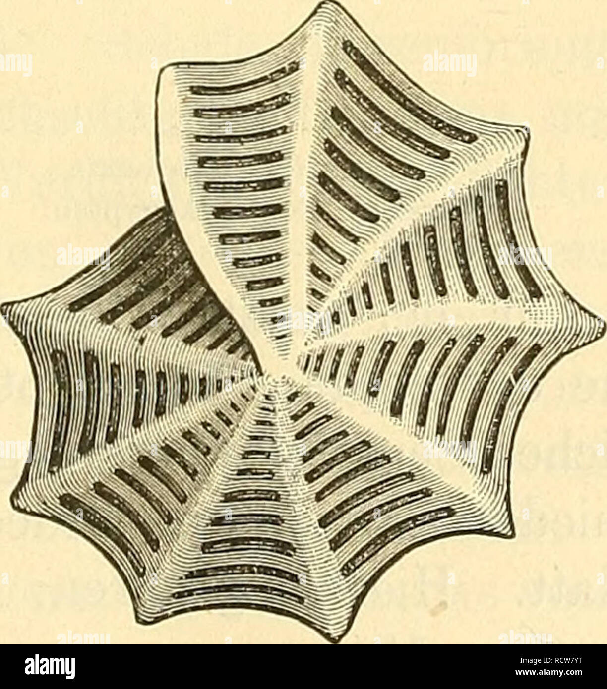 . Elemente der palaeontologie. (Palaeozoologie.). Paleontology ...