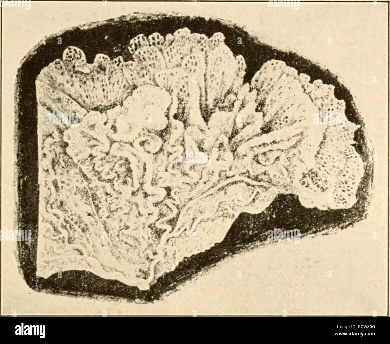 . The development of the chick; an introduction to embryology. Birds ...