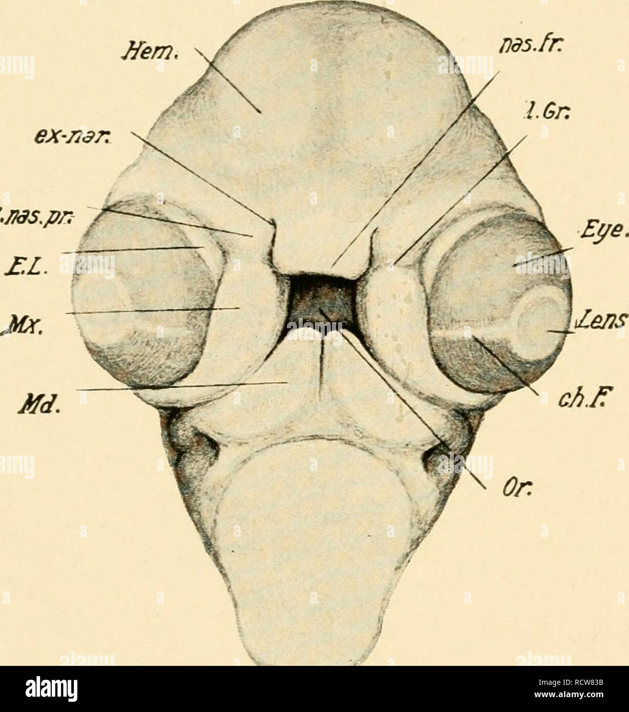 . The development of the chick; an introduction to embryology. Birds ...