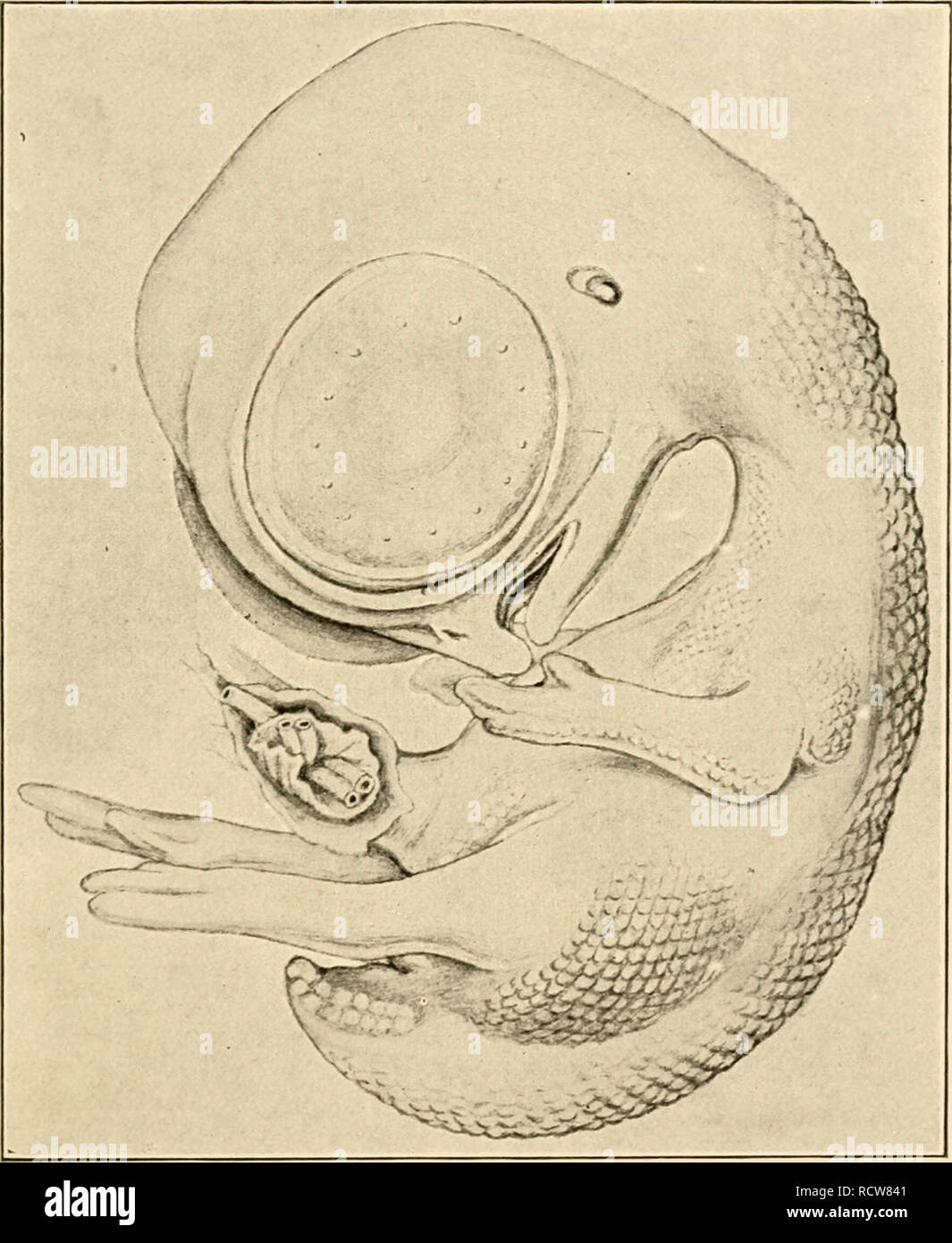 Bird embryo development hi-res stock photography and images - Alamy