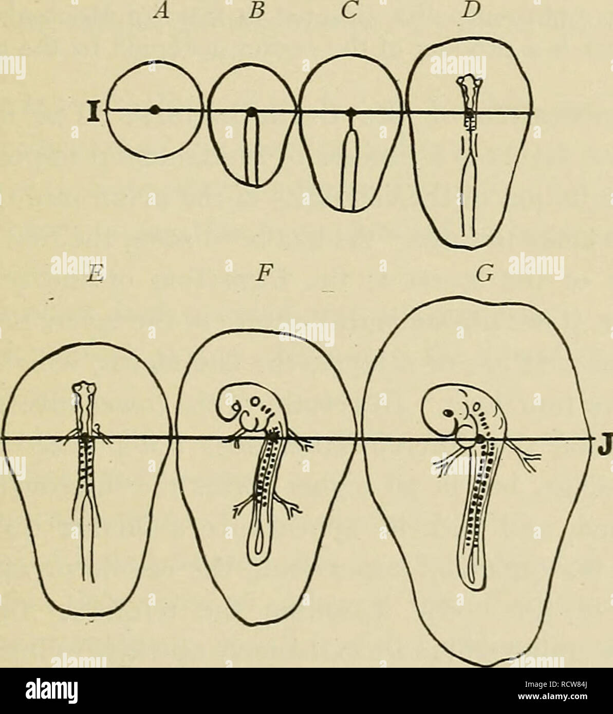 Rabbit Embryo Stages Deer Development Embryology