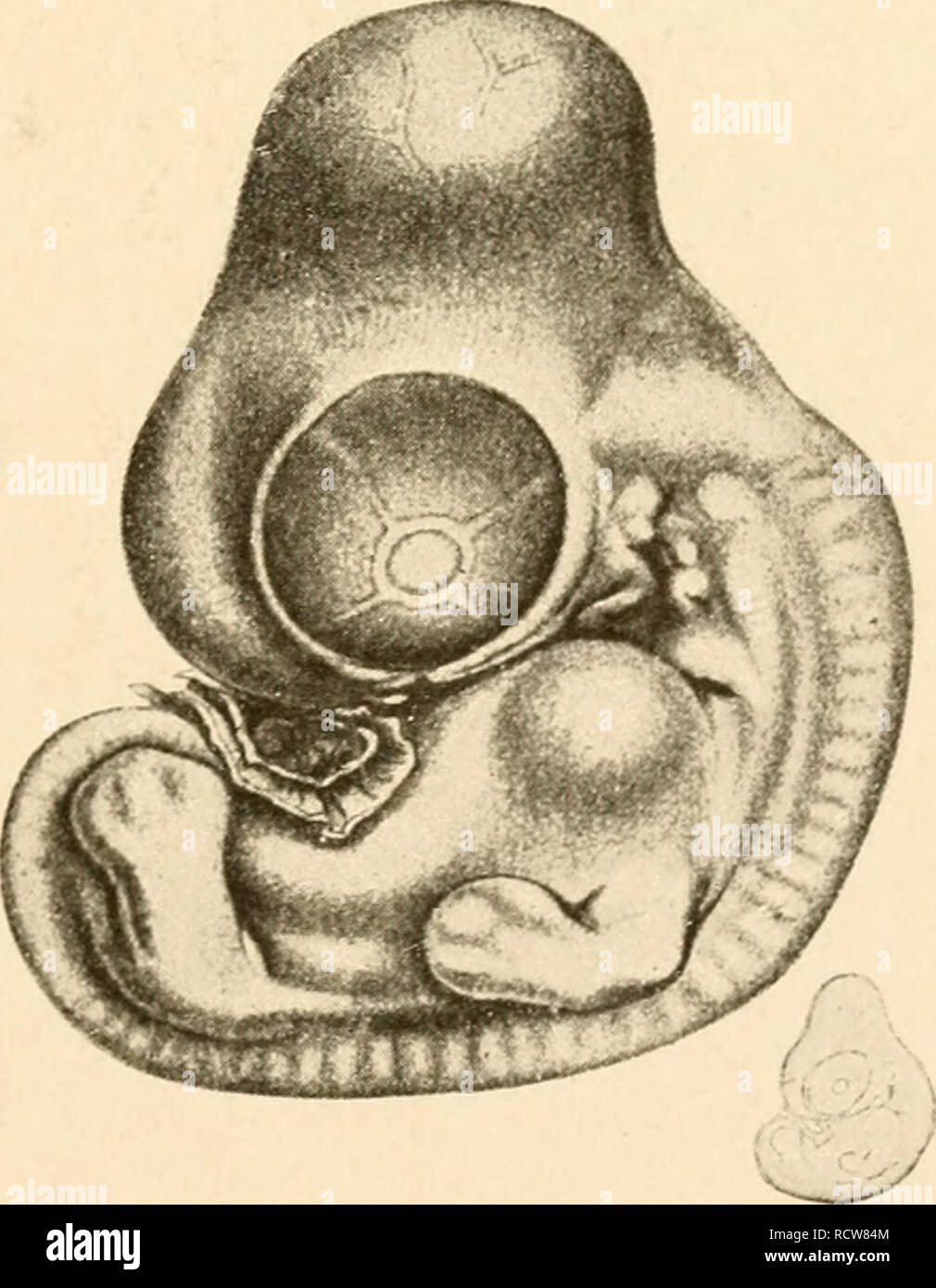 . The development of the chick; an introduction to embryology. Birds ...
