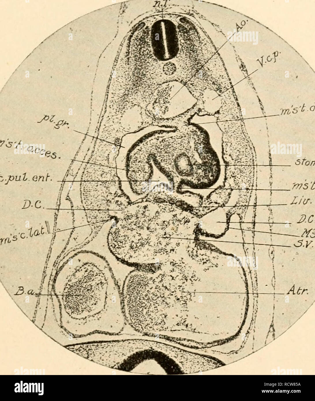 . The development of the chick; an introduction to embryology. Birds ...