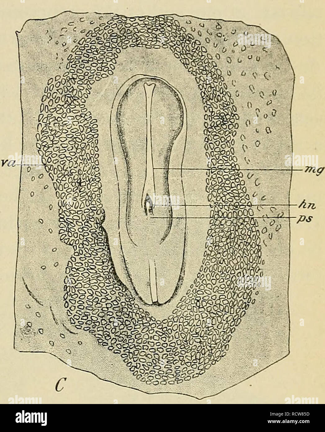 30 old embryo hi-res stock photography and images - Alamy
