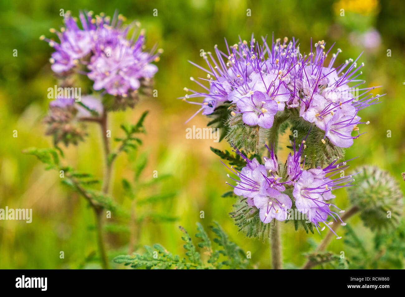 Close up of Lacy Phacelia (Phacelia cryptantha) wild flowers, California Stock Photo - Alamy