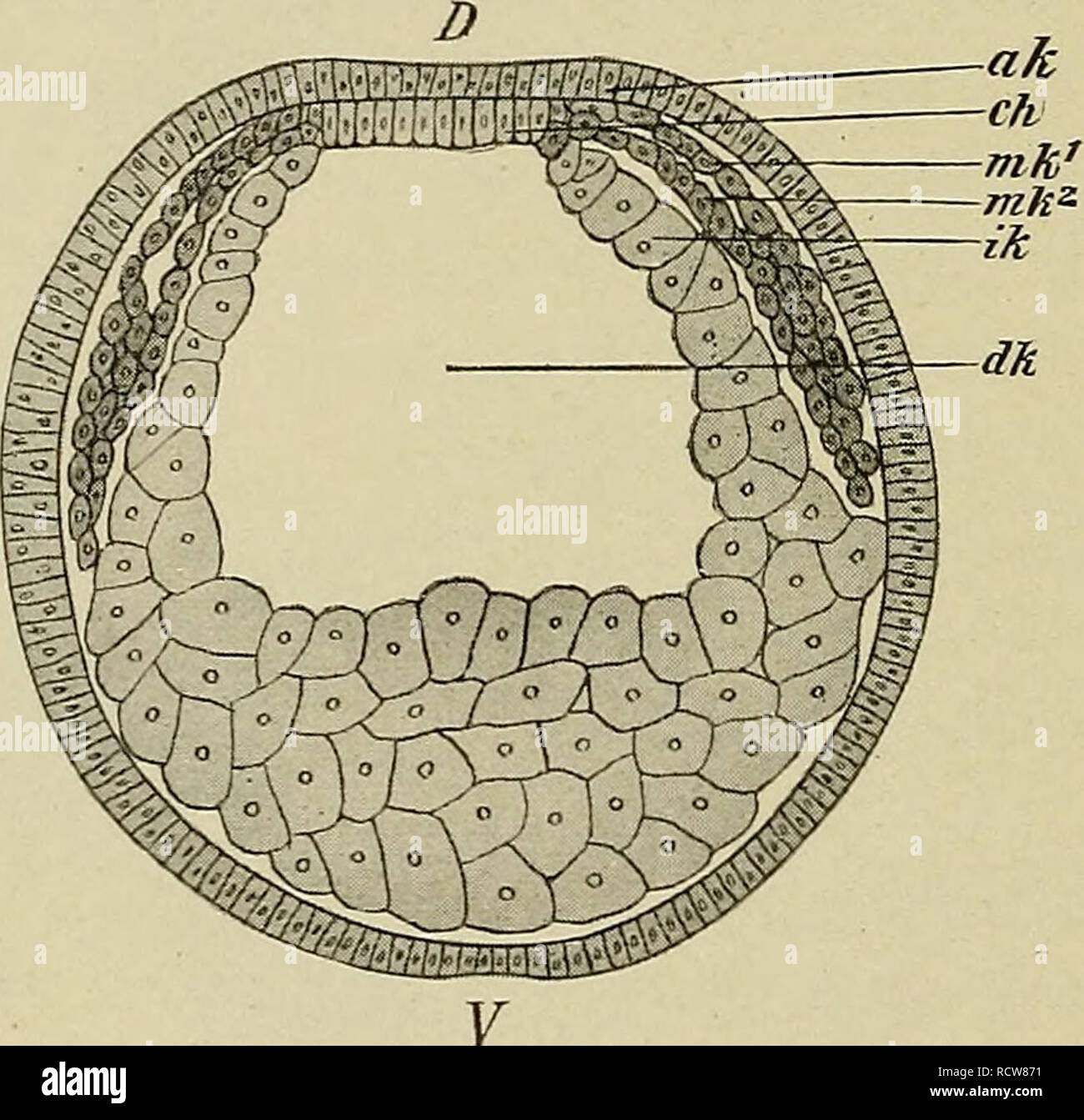 Mesoderm Embryology