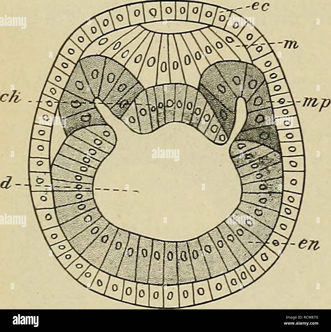 . The development of the human body : a manual of human embryology ...