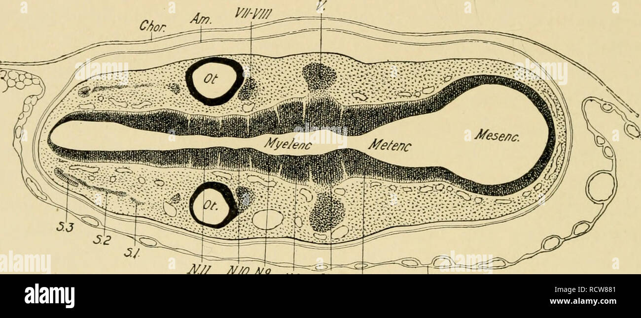 . The development of the chick : an introduction to embryology ...