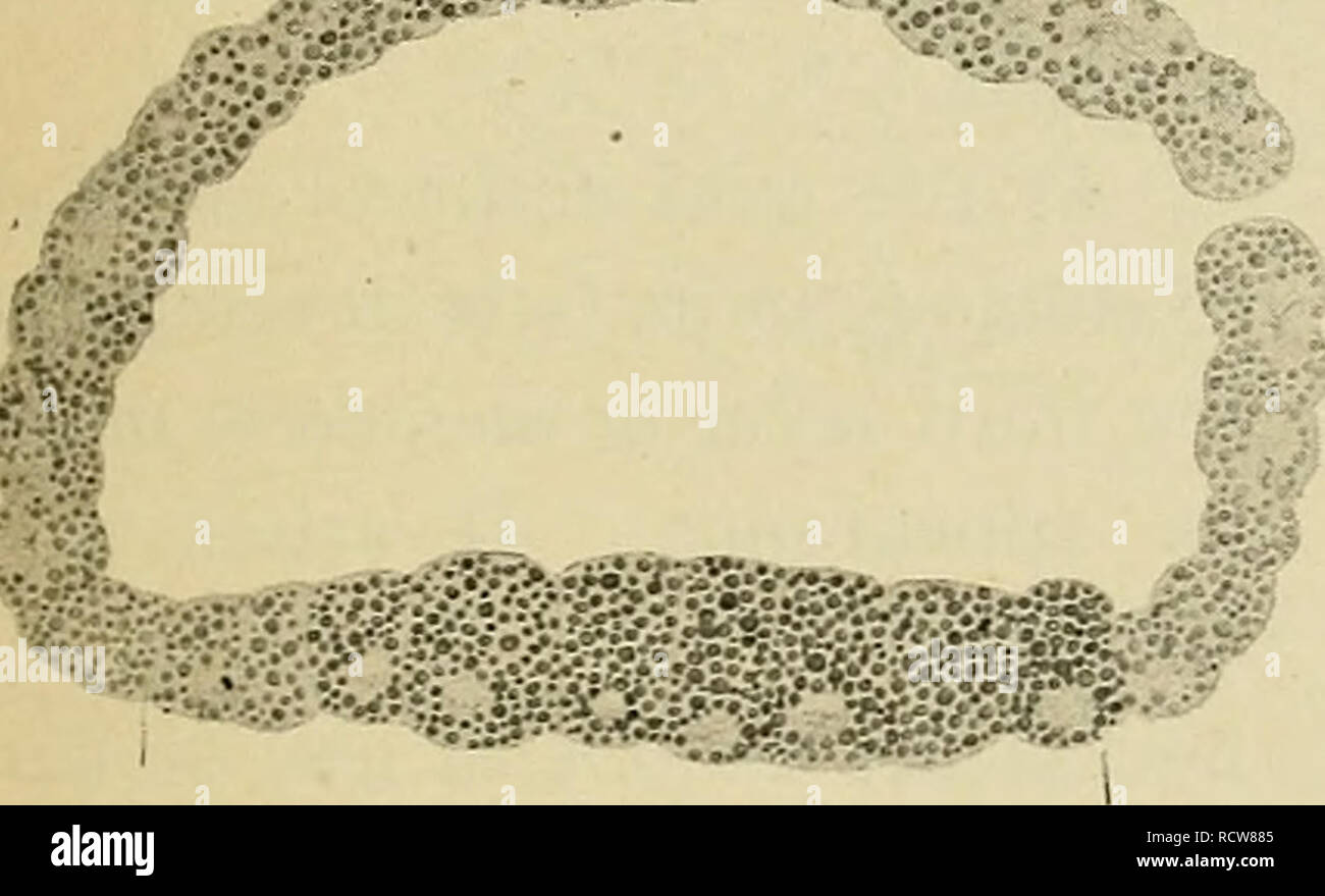 . The development of the human body : a manual of human embryology ...