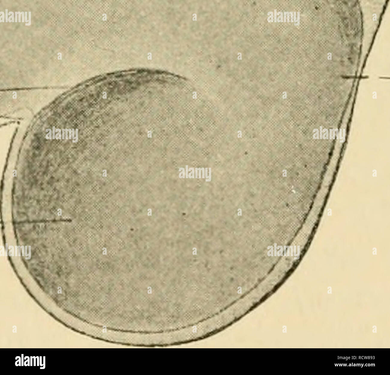 . The development of the chick : an introduction to embryology ...