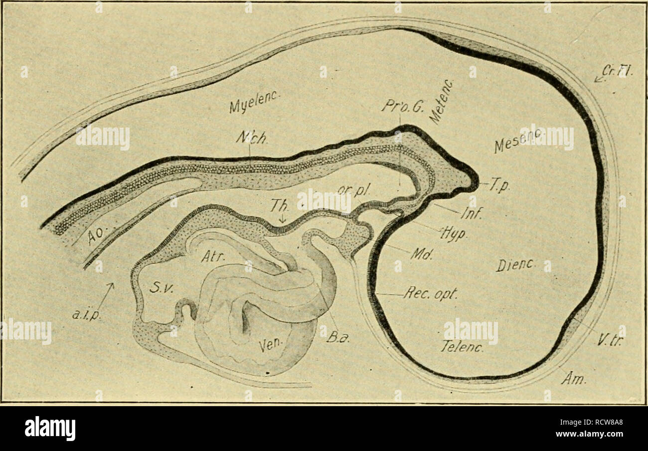. The development of the chick : an introduction to embryology ...