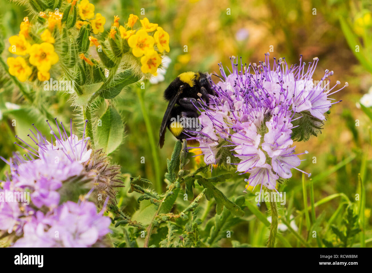 Bumble bee pollinating pollination hi-res stock photography and images ...