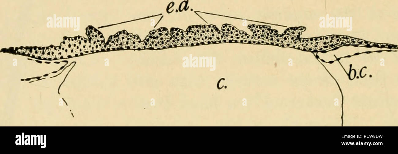 . The development of the chick : an introduction to embryology ...