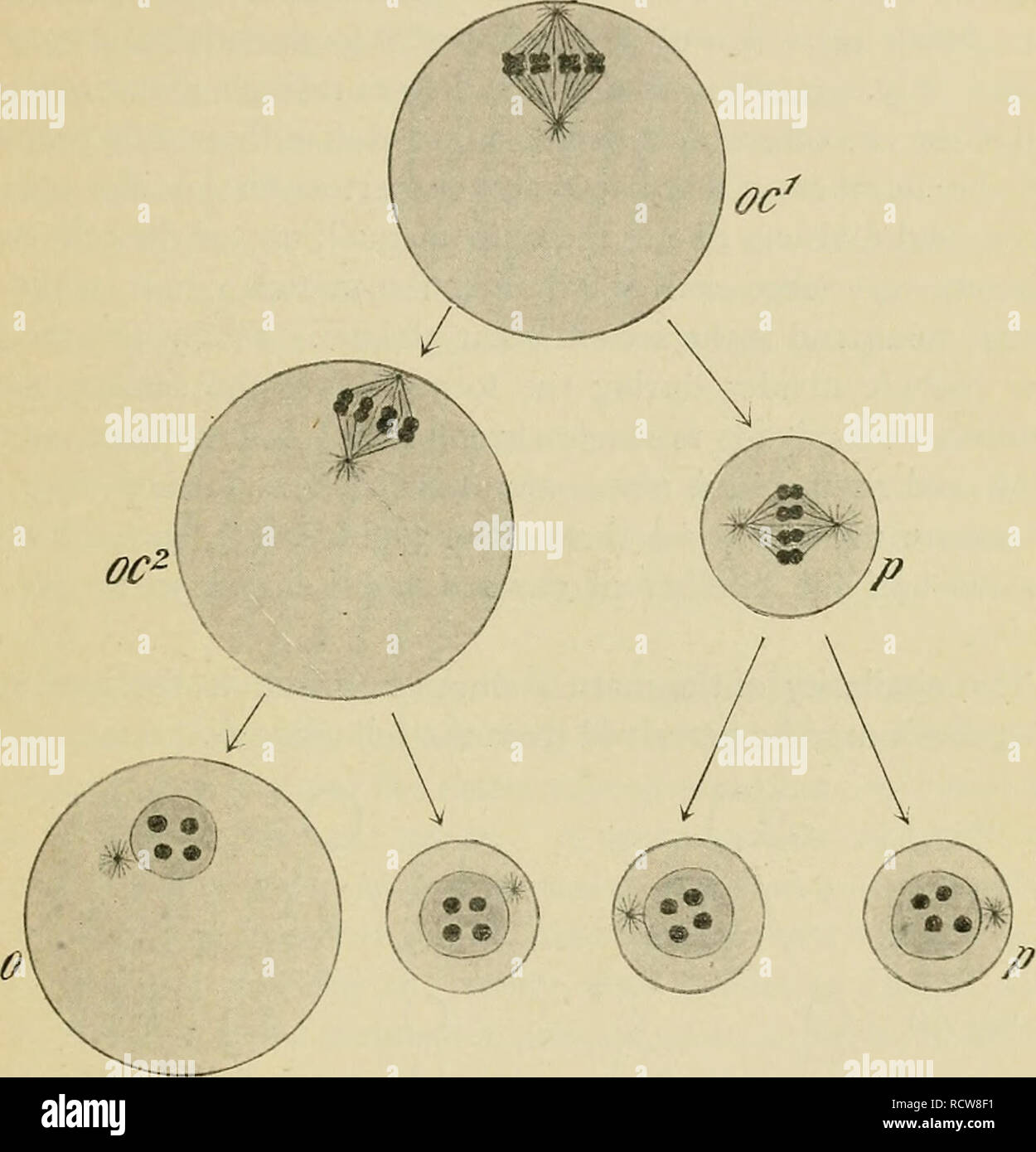 Mouse Embryo High Resolution Stock Photography and Images - Alamy