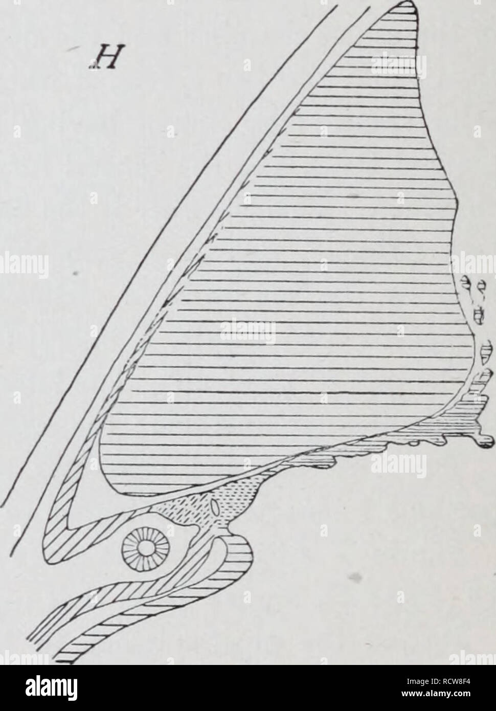 . The development of the mesonephras and the Müllerian duct in Amphibia ...