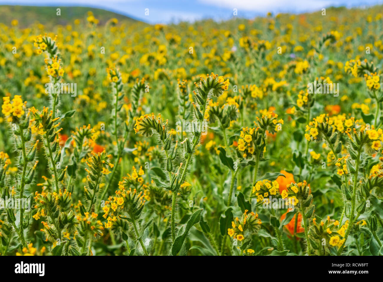 Fiddleneck (Amsinckia tesselata) wildflowers blooming on the hills ...