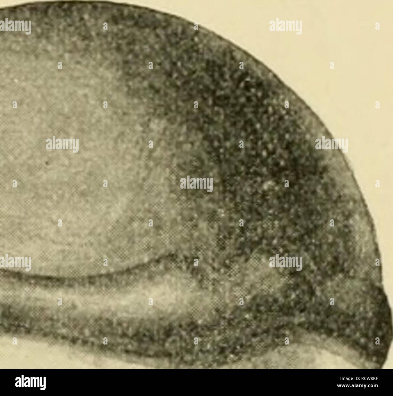 . The development of the frog's egg; an introduction to experimental ...