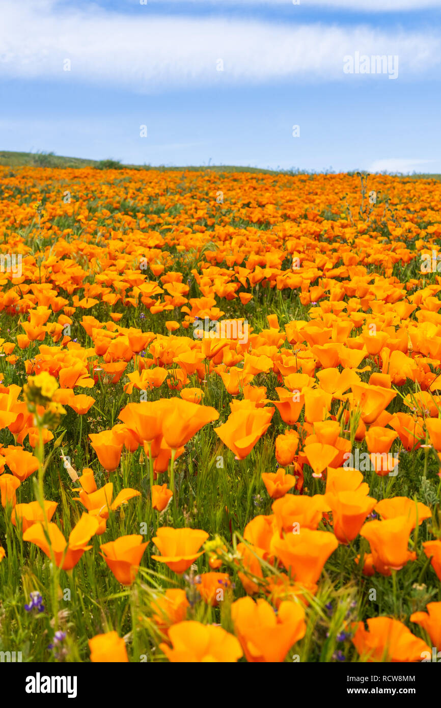 Fields of California Poppy (Eschscholzia californica) during peak ...