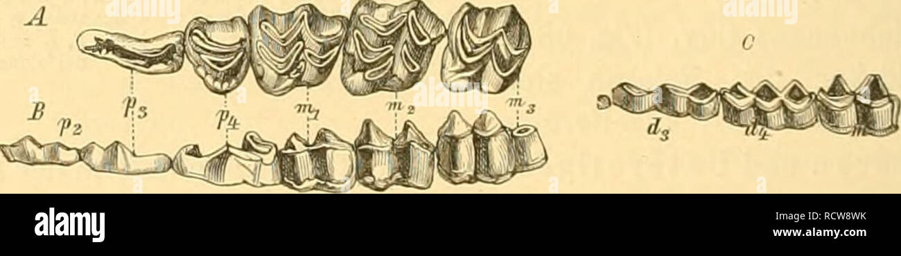 Xiphodon hi-res stock photography and images - Alamy