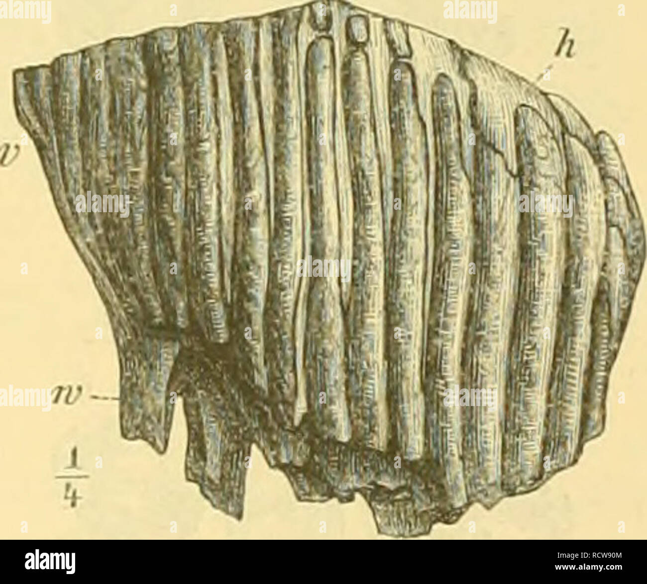 . Elemente der paläontologie bearbeitet. Paleontology. Fig. 932 ...