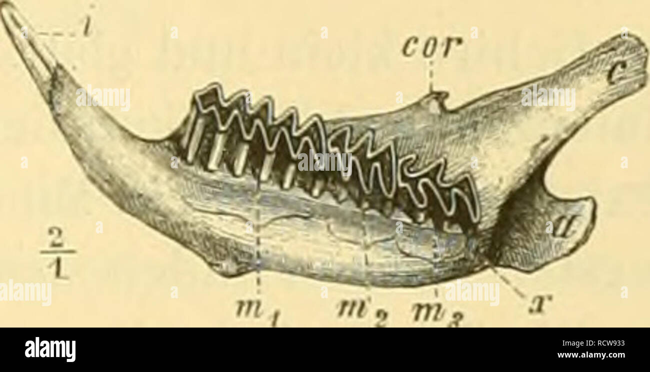 Insel von anguilla hi-res stock photography and images - Alamy