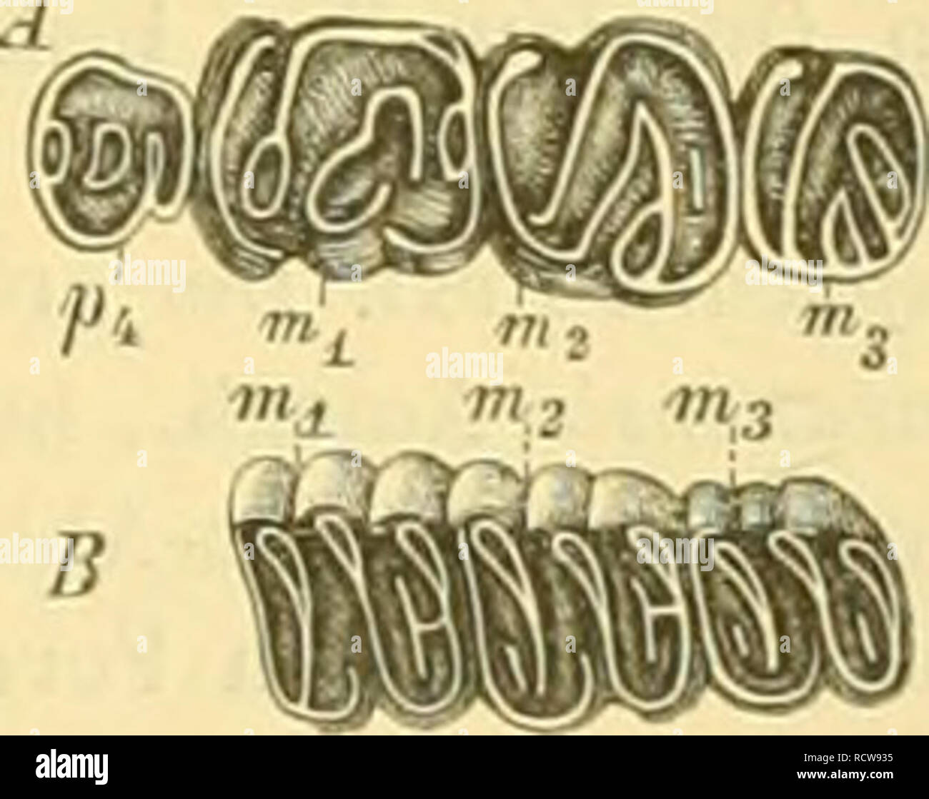 Von dem biber hi-res stock photography and images - Alamy