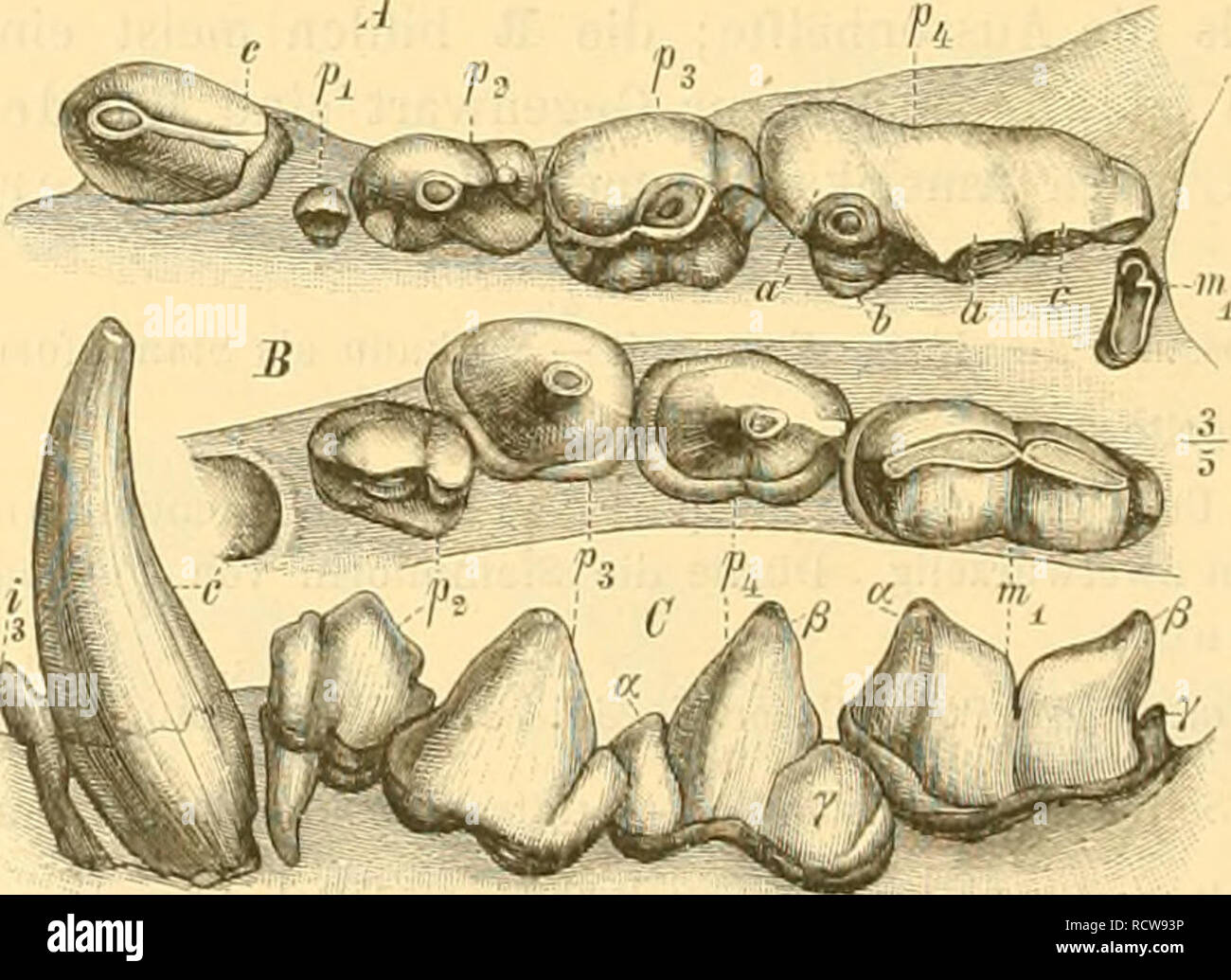 . Elemente der paläontologie bearbeitet. Paleontology. Fig. 880 ...