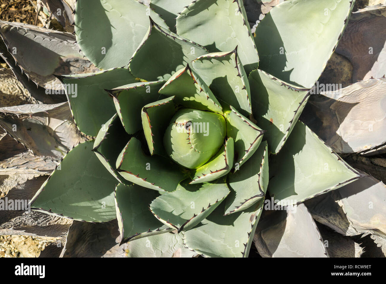Aerial view of agave plant, California Stock Photo - Alamy
