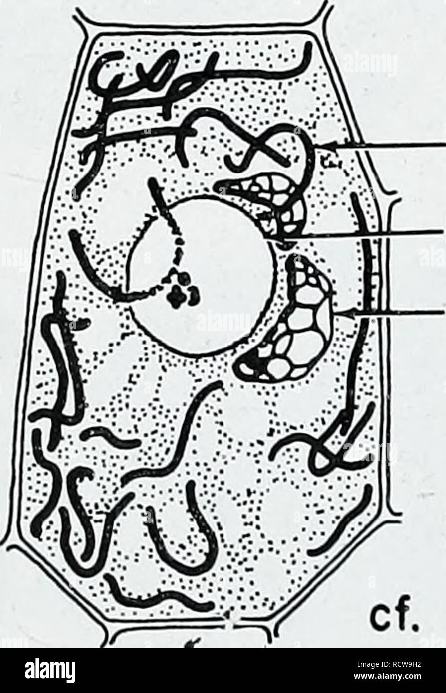 . The developmental anatomy of Isoetes. Isoetes; Botany. Plate 5 ...