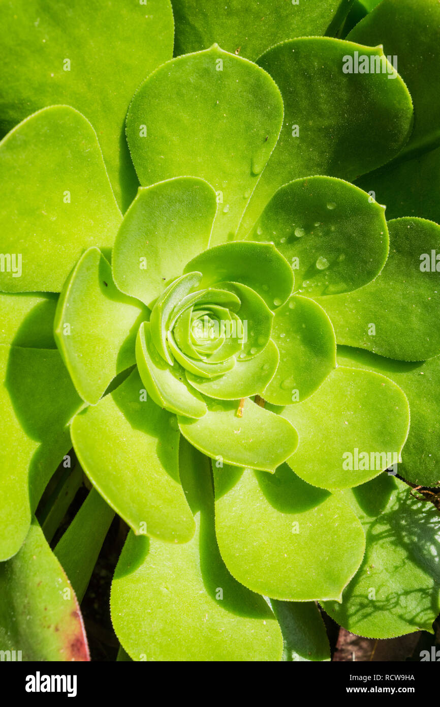 Close up of succulent Aeonium arboretum rosette, California Stock Photo ...