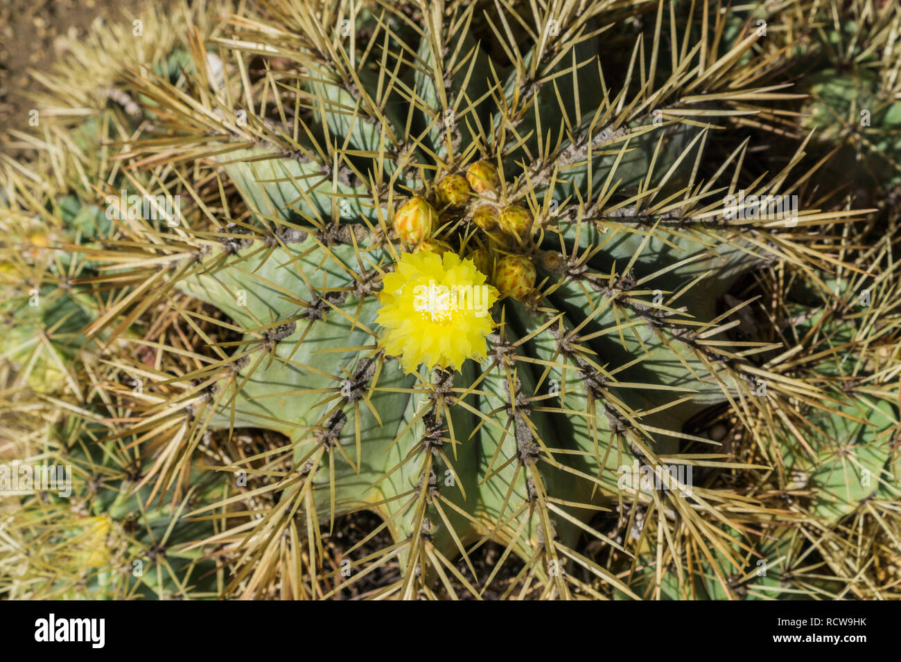 Ornamental cactus hi-res stock photography and images - Alamy