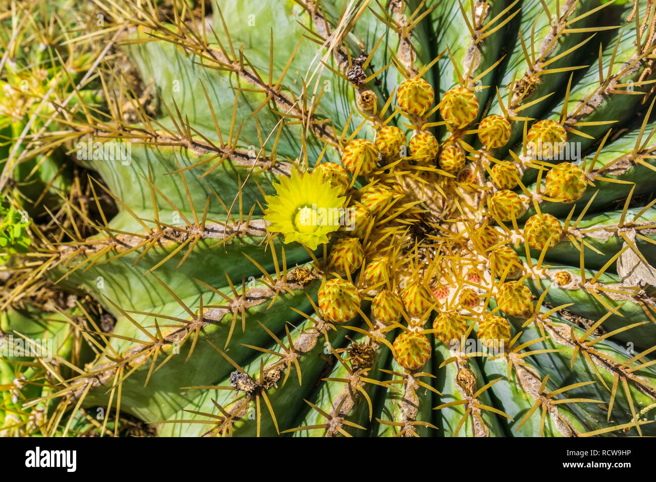 Ornamental cactus hi-res stock photography and images - Alamy