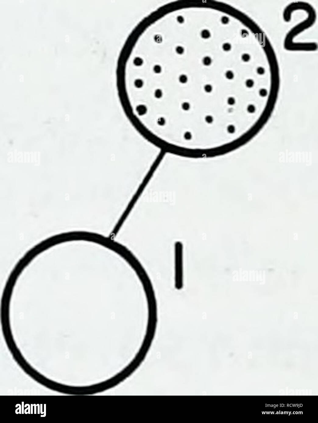 . The developmental anatomy of Isoetes. Isoetes; Botany. High Level -Y ...